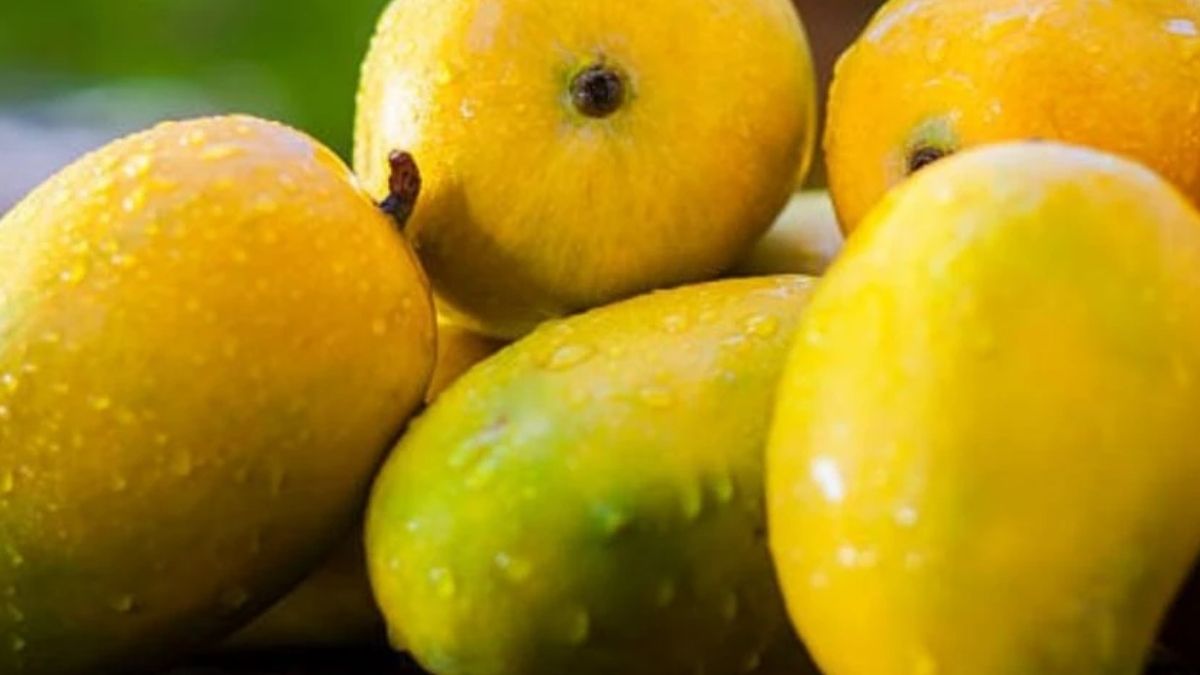आम के साथ कभी नहीं खाएं ये 5 चीजें, अमृत के समान ये फल बन जाएगा जहर ...