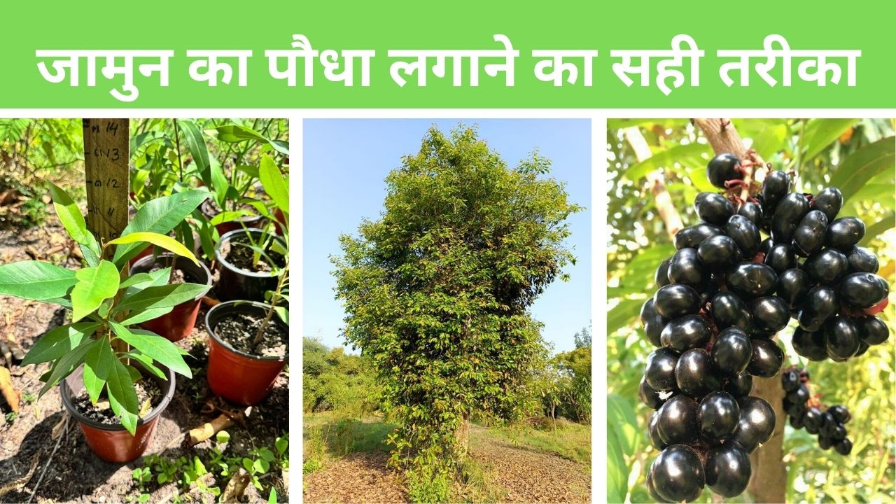 जाने कैसे लगाएं जामुन का पेड़ और 6 से 8 साल में मिलेंगे फल | Learn How ...
