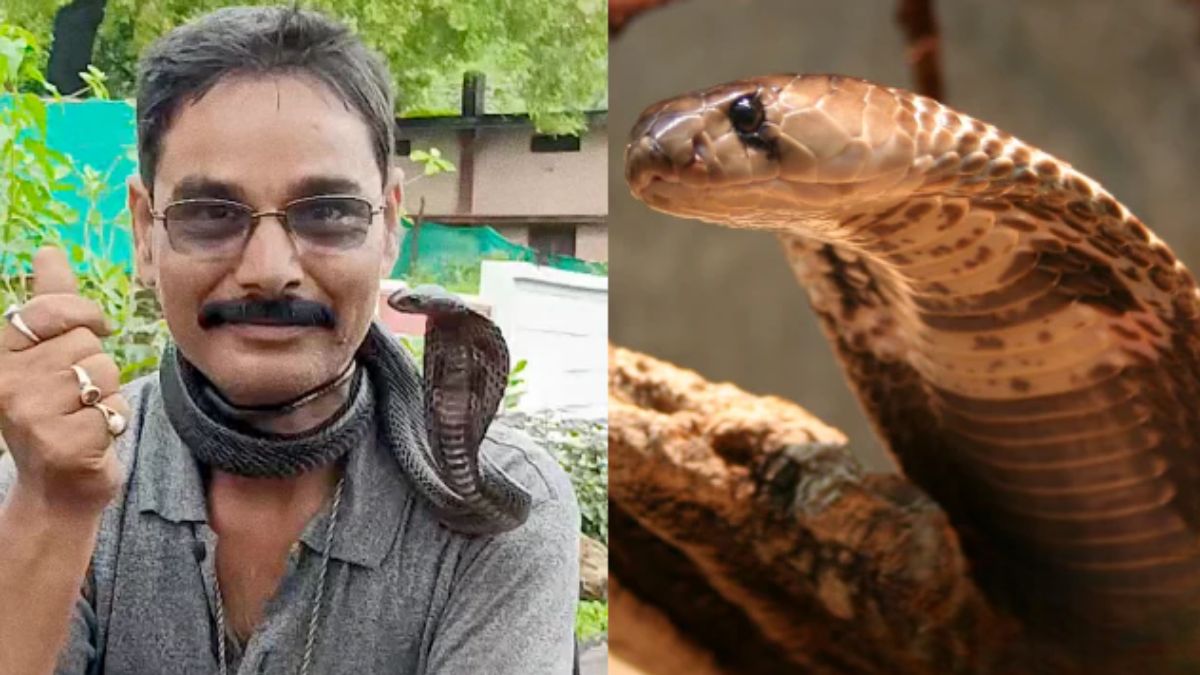 snake rescuers across India viral on social media lost life get bitten ...