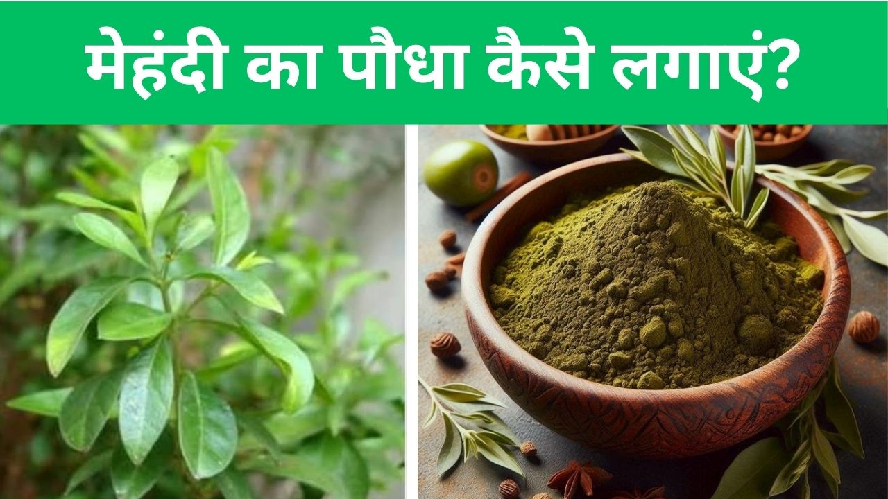 घर की बालकनी या छत पर लगाएं मेहंदी का पौधा, बारिश में तेजी से निकलेंगी ...