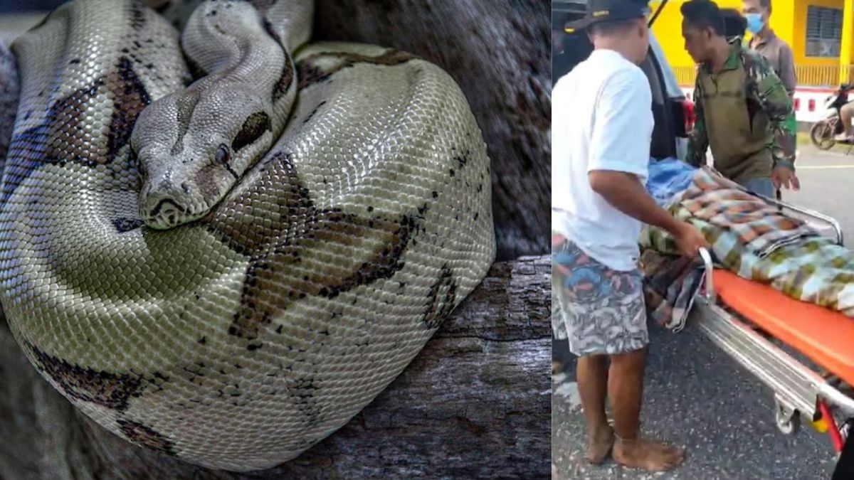 python horror 26 Foot snake Swallows Old Farmer inside stomach video ...