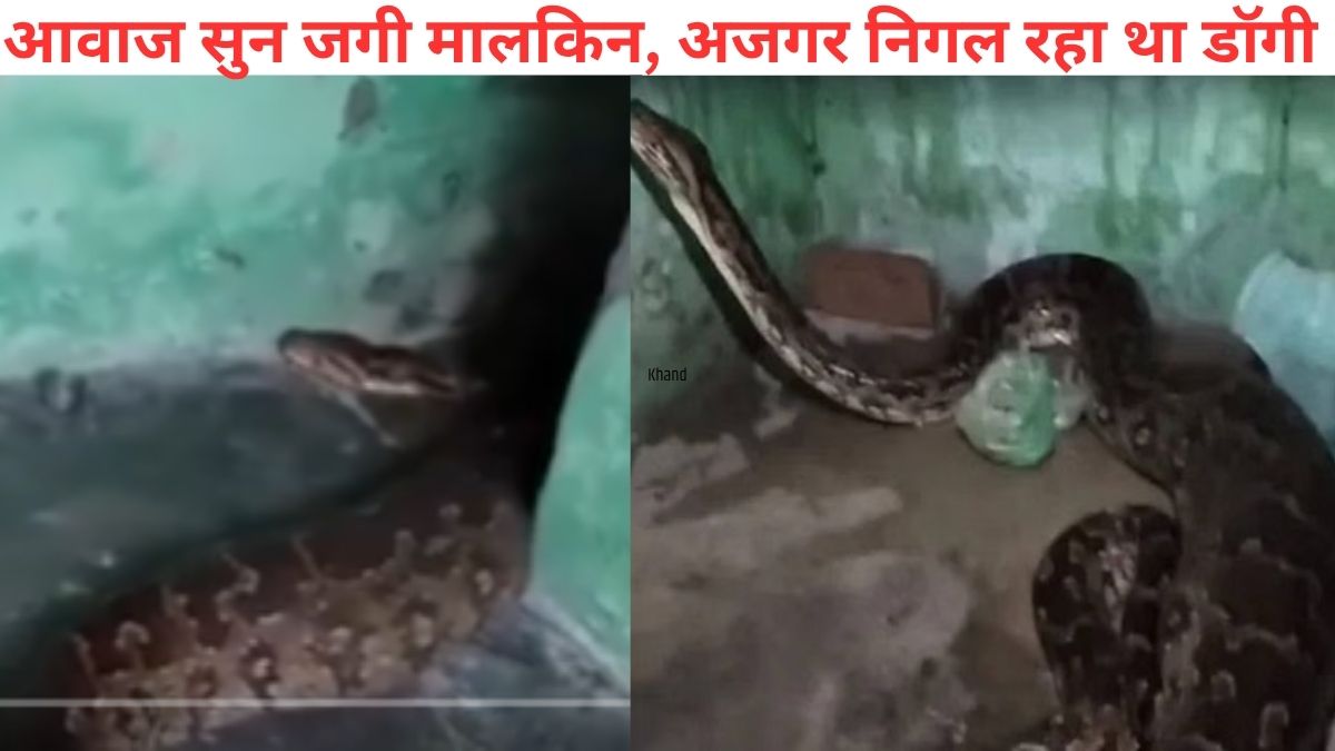 Python Swallowed dog alive in front of owner snake horror video viral ...