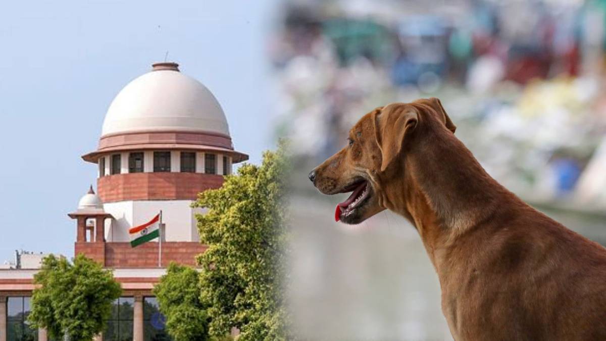 Supreme Court hearing again stray dogs case Animal lovers had expressed ...